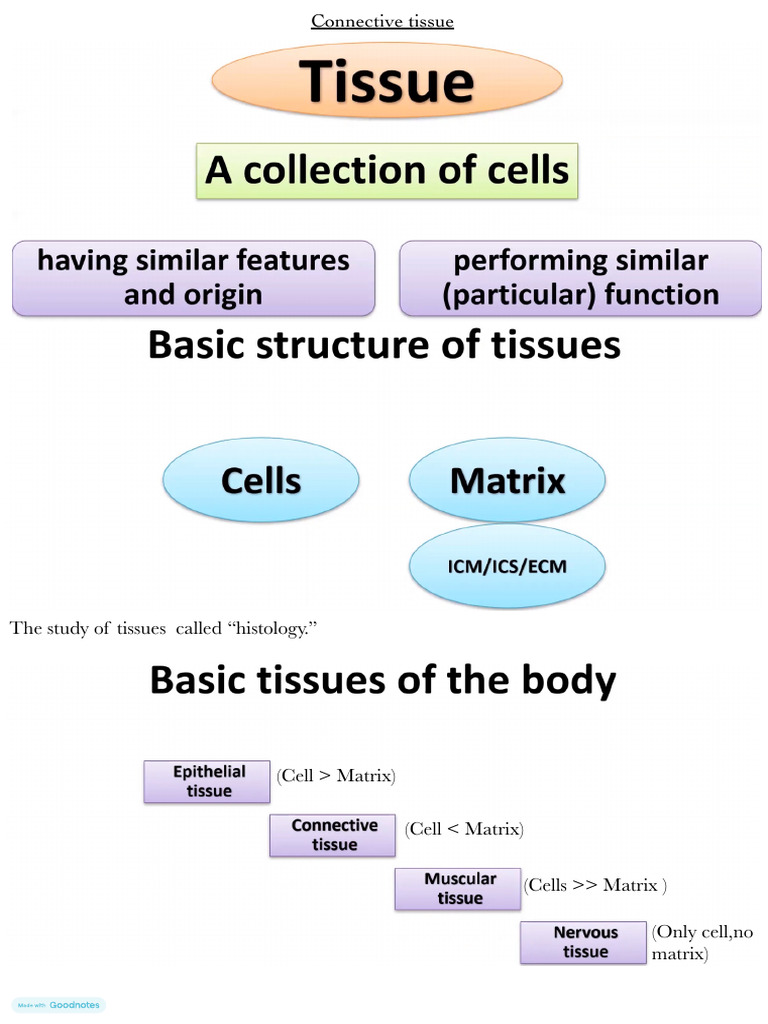Connective Tissues | PDF