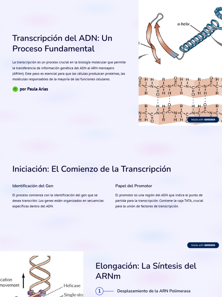 Transcripción del ADN: Proceso Clave en Biología | PDF | Messenger Rna ...