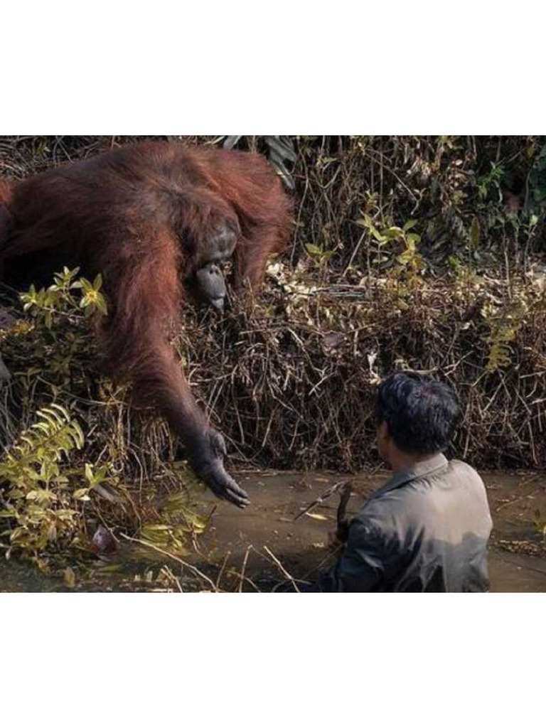 INDONESIA Borneo Orangotango Captura de Tela 2020-02-07op | PDF