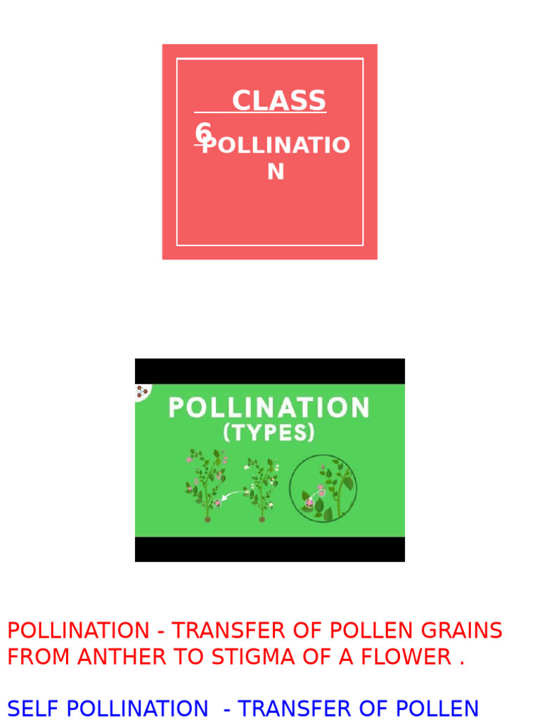 Understanding Pollination for Class 6 | PDF