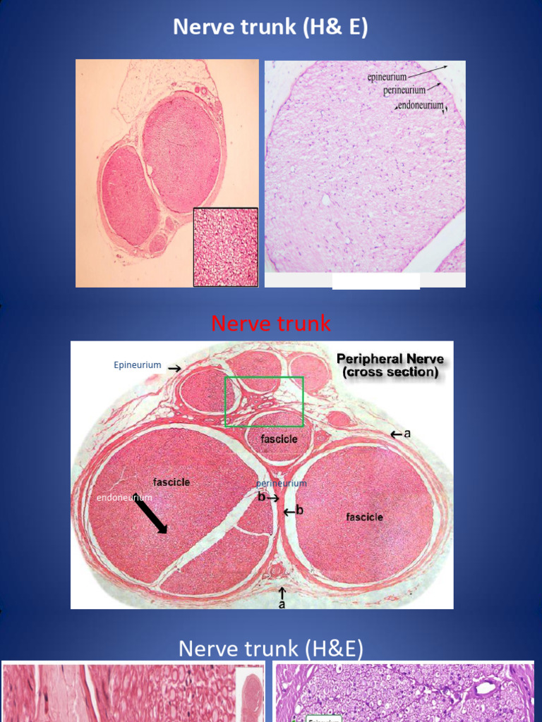 CNS Revision Practical | PDF