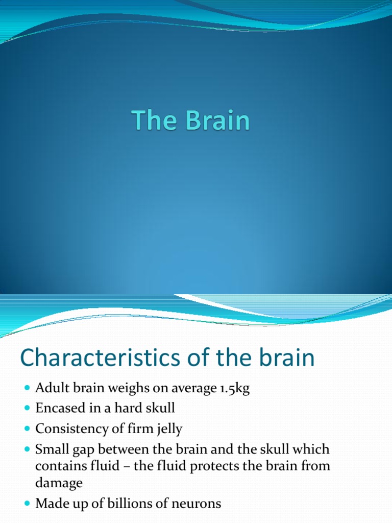 Four Lobes of The Cerebral Cortex | PDF | Temporal Lobe | Cerebral Cortex