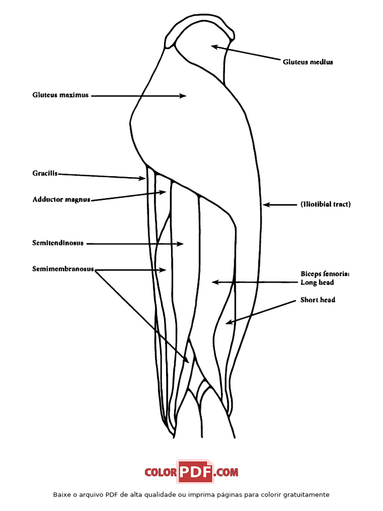 Desenho Da Anatomia Posterior Da Coxa para Colorir Grátis para Imprimir ...