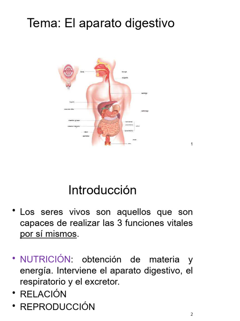 PFHIP T7. Aparato Digestivo Ok | PDF | Sistema digestivo humano | Digestión