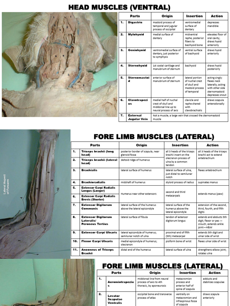 Anatomy of Forelimb Muscles | PDF | Human Leg | Foot