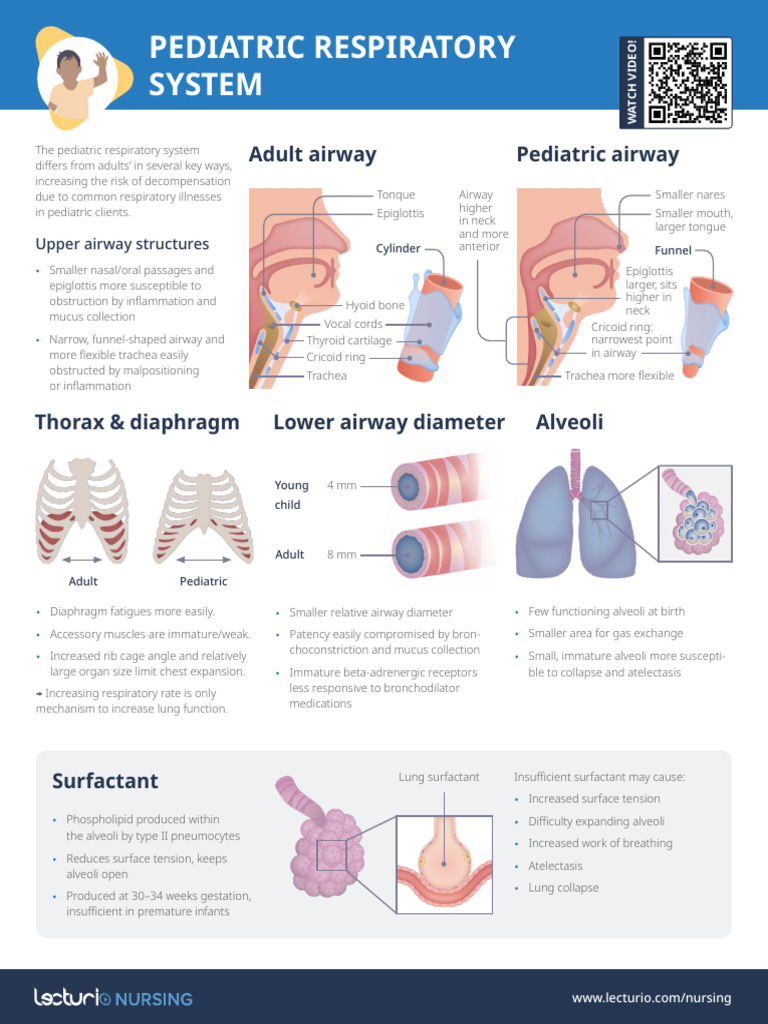 Pediatric Respiratory System Overview | PDF | Respiratory Tract | Lung