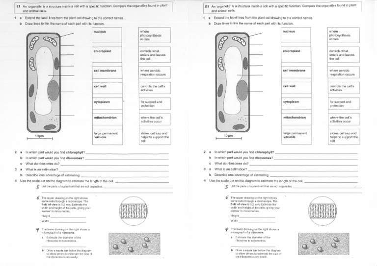 Labelling Cells Sheet - HIGHER | PDF