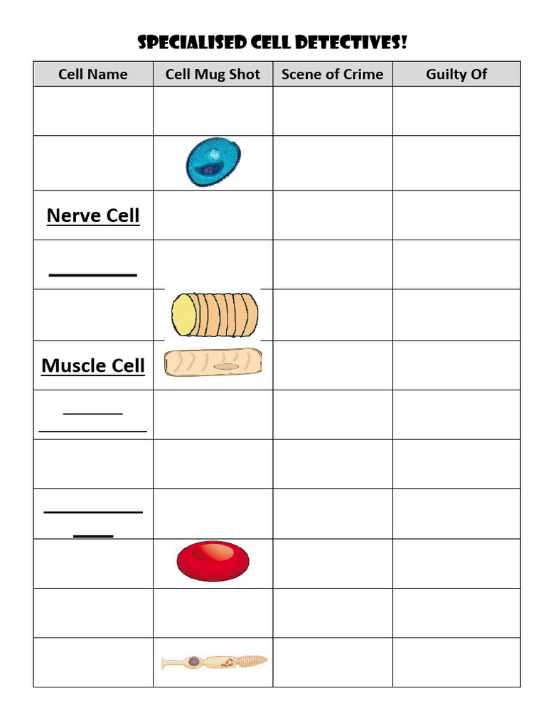 Specialized Cells and Their Functions | PDF