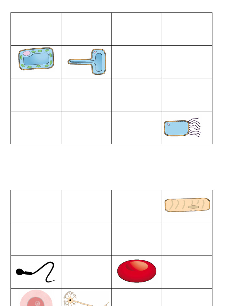 Specialised Cells Jumbled Card Sort | PDF | Plants | Cell (Biology)