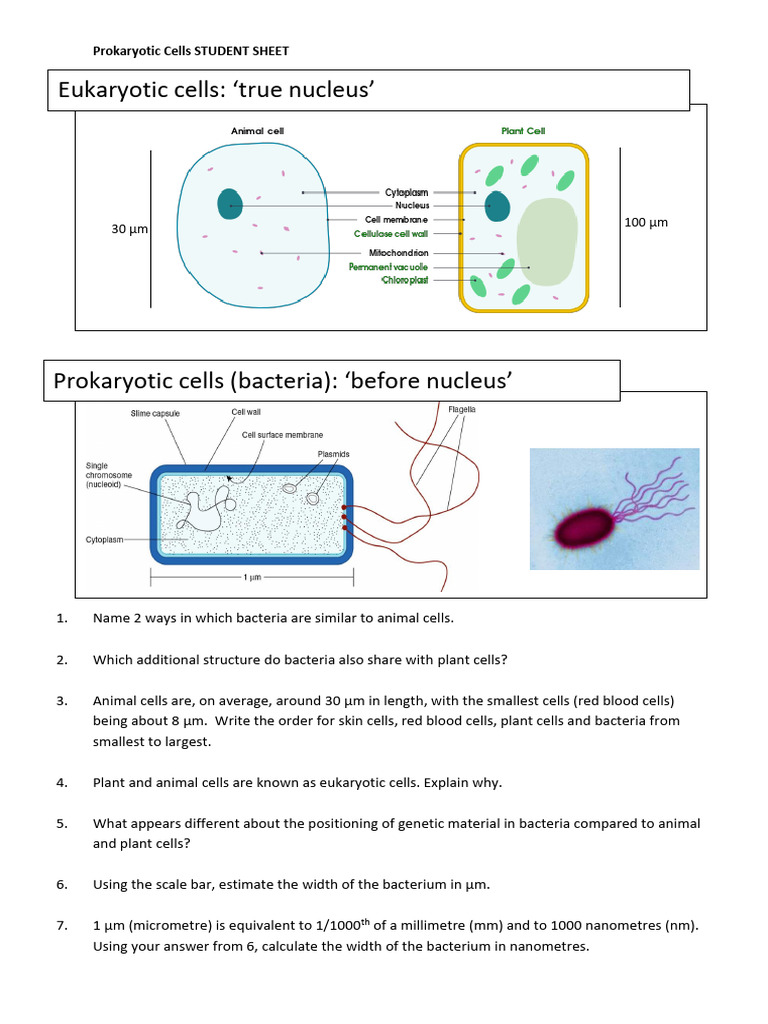 Prokaryotic vs Eukaryotic Cells Guide | PDF