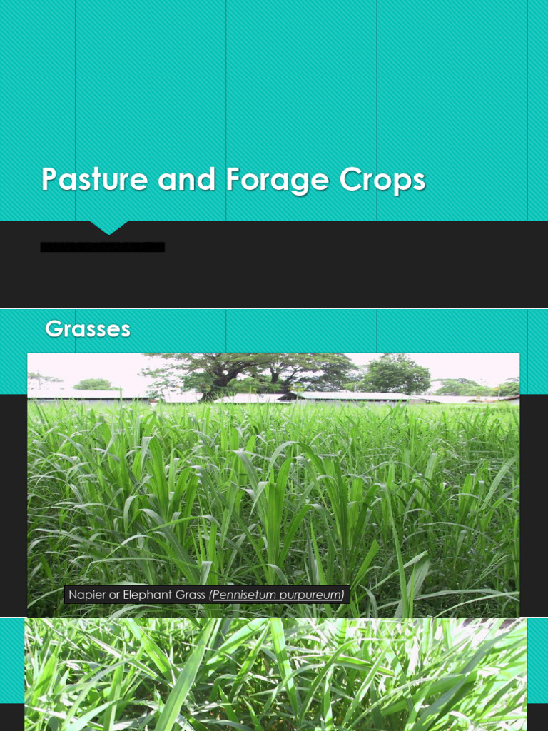 Pasture and Forage Crops | PDF