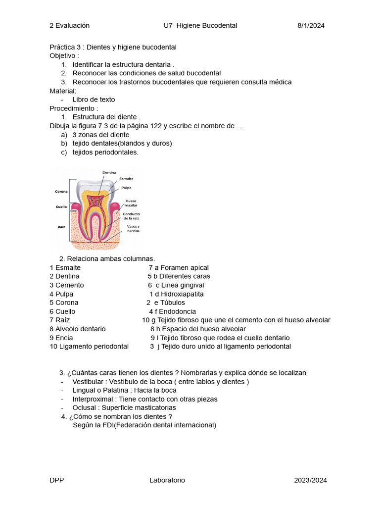 Higiene Bucodental: Estructura y Función | PDF | Diente | Anatomia animal