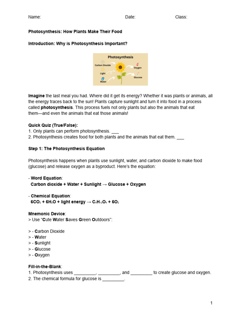 Photosynthesis, Leaf Structure, and Food Chains | PDF | Leaf ...