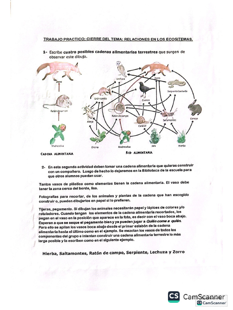 Cadenas y Redes Alimentarias. | PDF