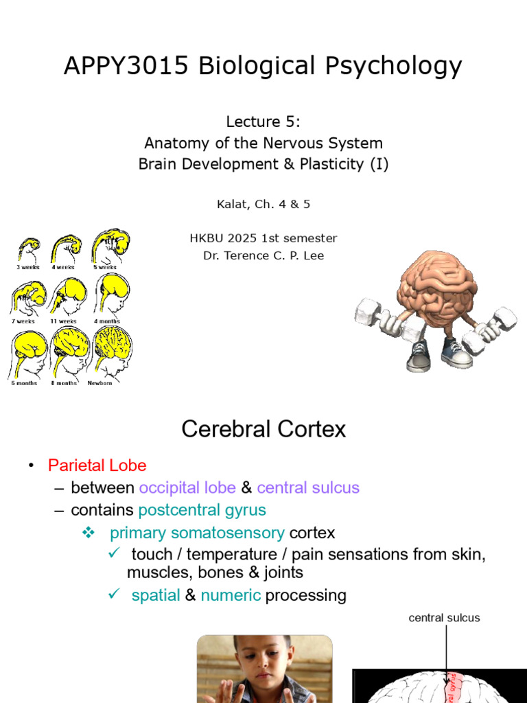 25BioPsyLecture5 Handout | PDF | Neuron | Brain