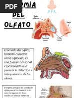 700775228 Cuadro de Musculos Cara y Cuello | PDF