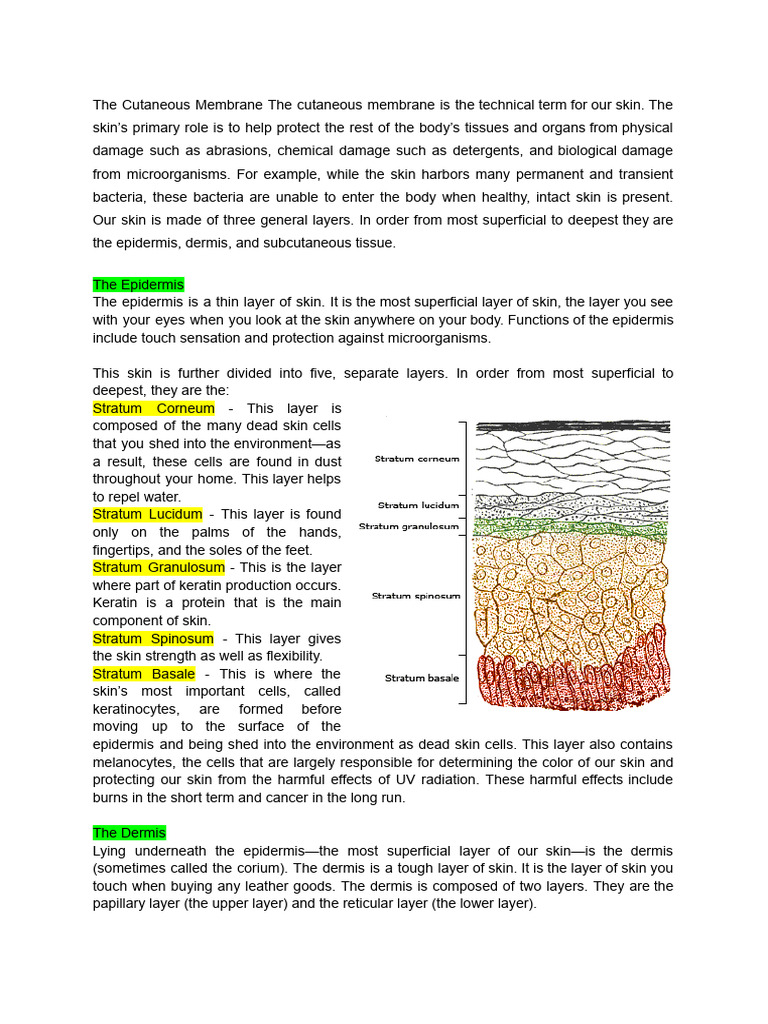The Cutaneous Membrane | PDF | Skin | Epidermis
