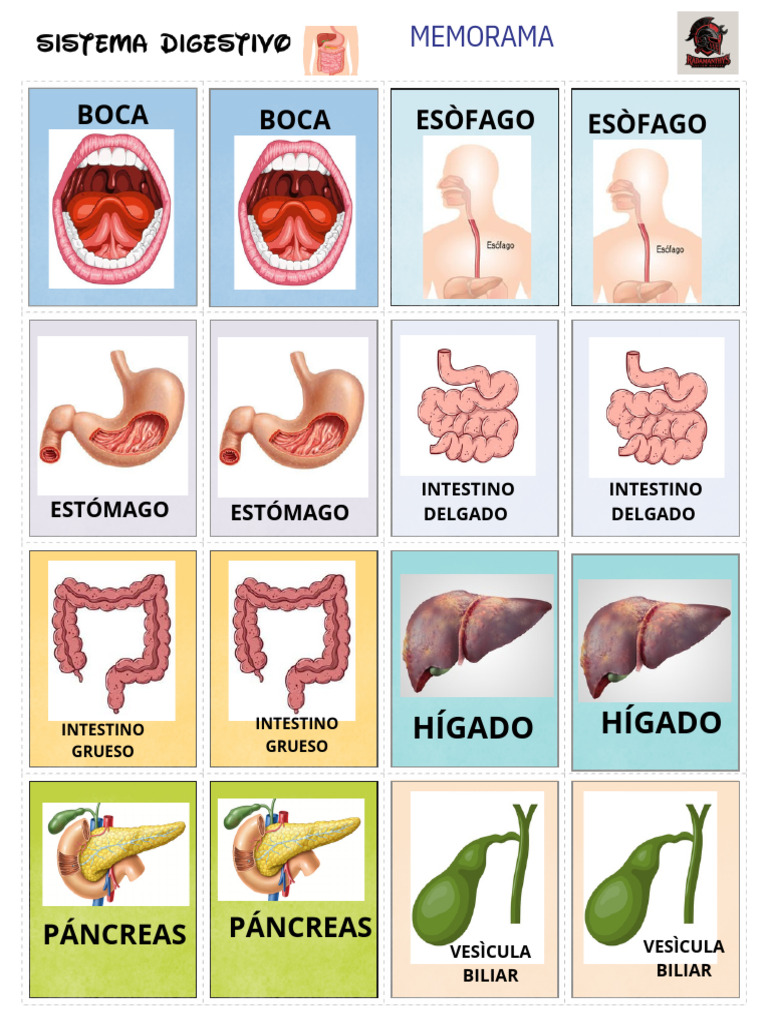 Memorama Del Aparato Digestivo Pdf