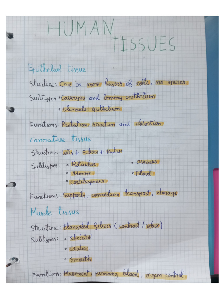 Human Tissues | PDF