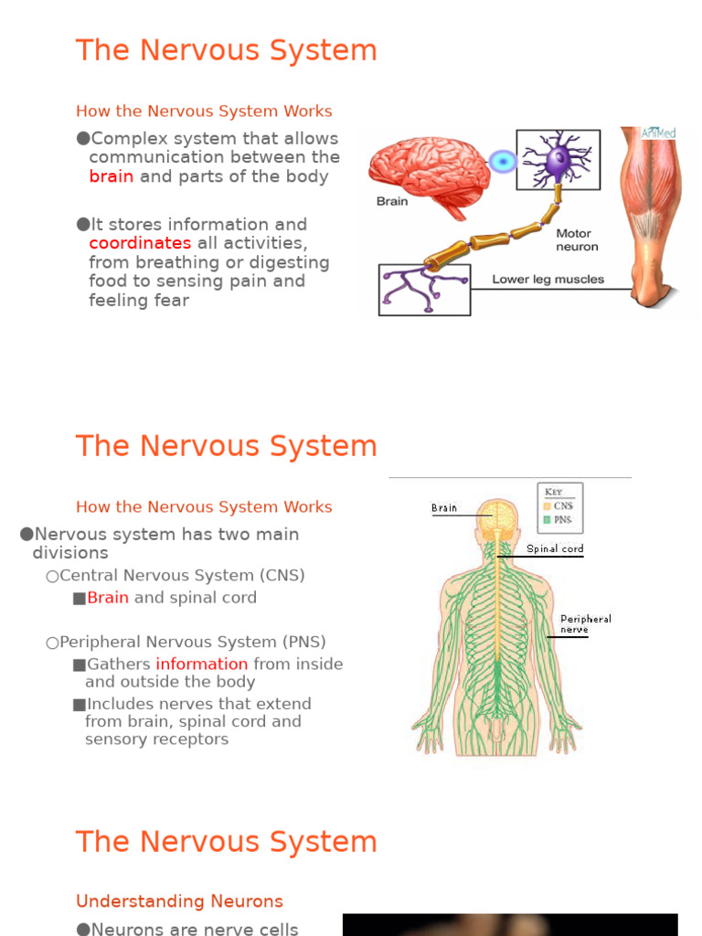 New Chapter 14 Skeletal, Muscular, and Nervous System 1 | PDF | Central ...