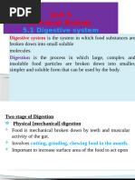 Human Digestive System Overview | PDF | Heart Valve | Lymphatic System
