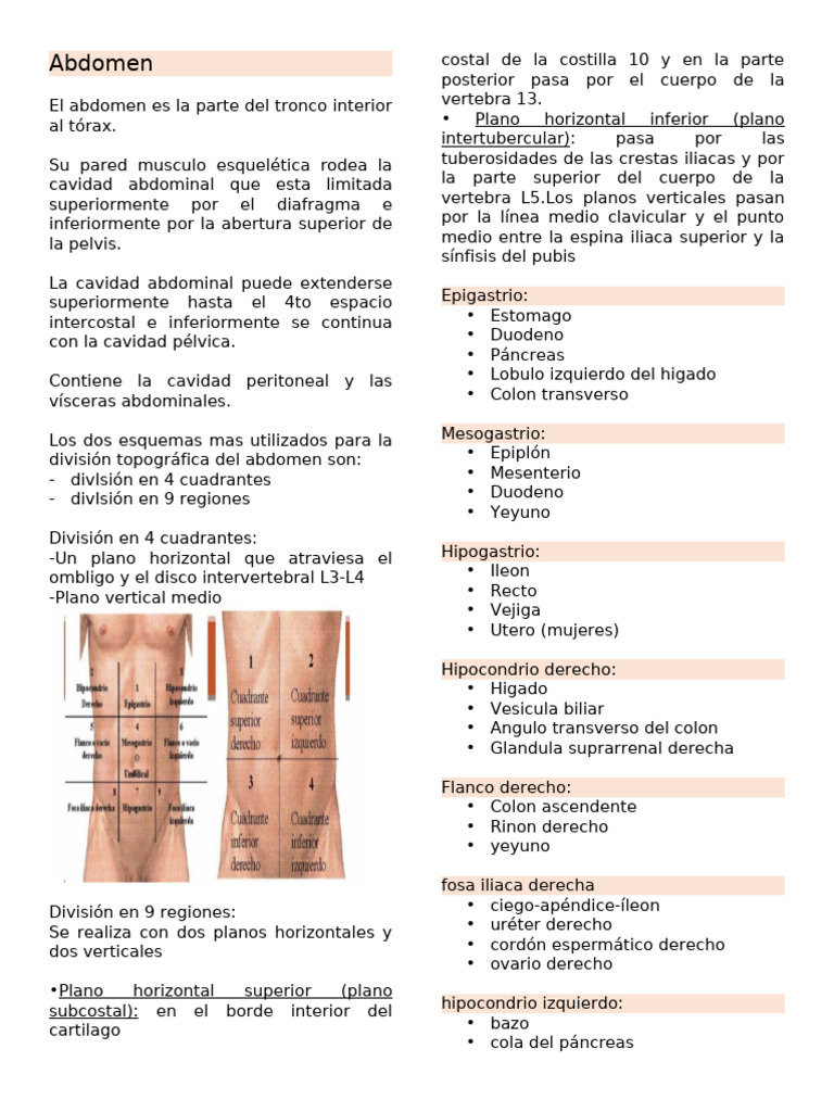 Plano intertubercular en el abdomen | PDF | Abdomen | Hígado
