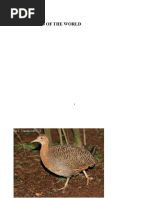 UK Gull Identification Guide | PDF | Gull | Birds