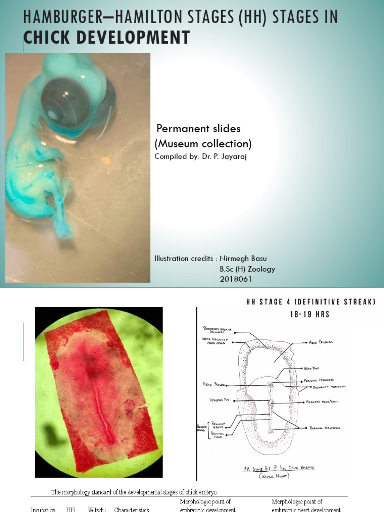 5.2 Chick Embryology Slides | PDF