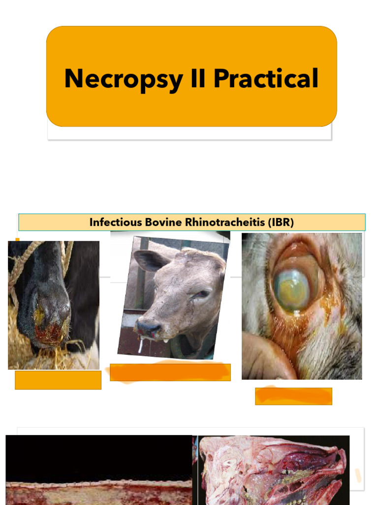 Necropsy Practical Revision MAY-2025 | PDF | Lung | Edema
