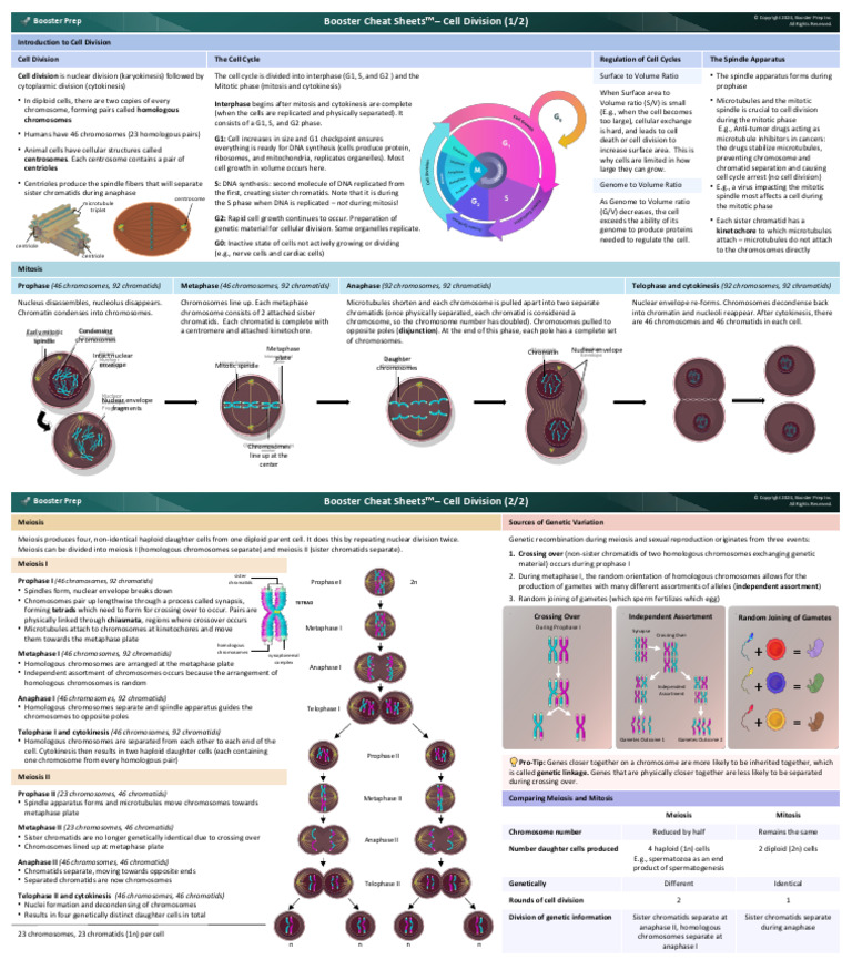 Understanding Cell Division Processes | PDF | Meiosis | Mitosis