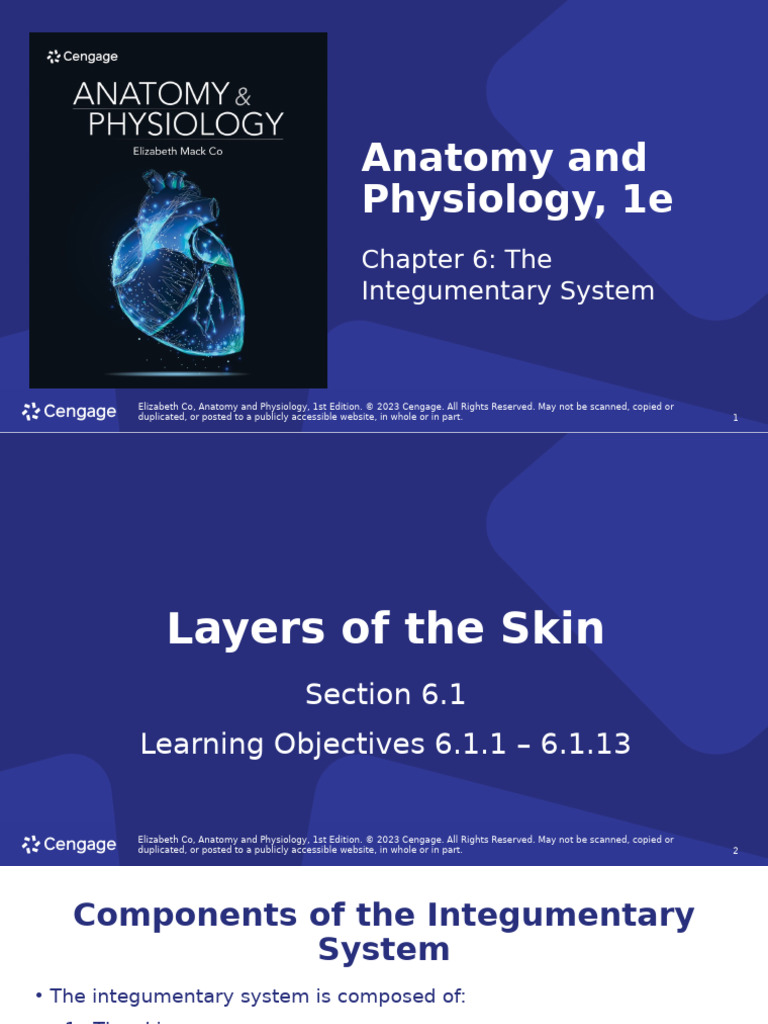 Chapter6 Integumentary System | PDF | Skin | Organ (Anatomy)