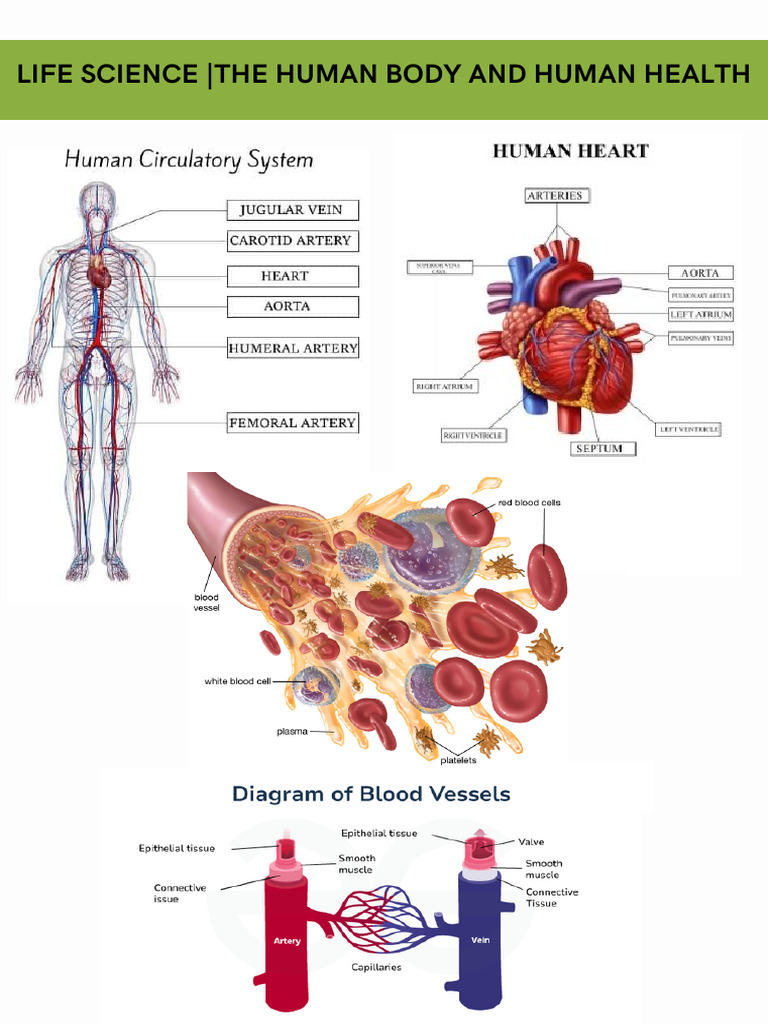 Overview of Human Body Systems | PDF