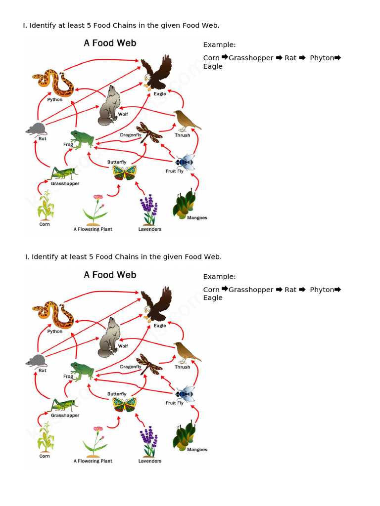 Activities Food Web, Food Chain, Energy Flow | PDF