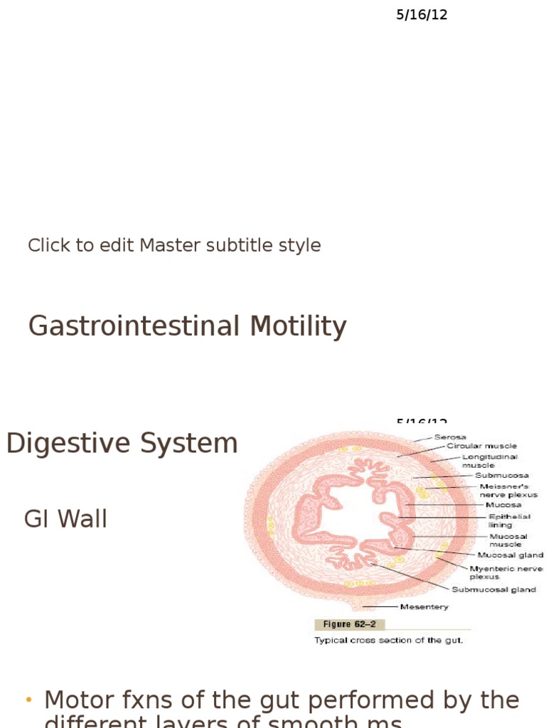 Gastrointestinal Motility | Stomach | Gastrointestinal Tract