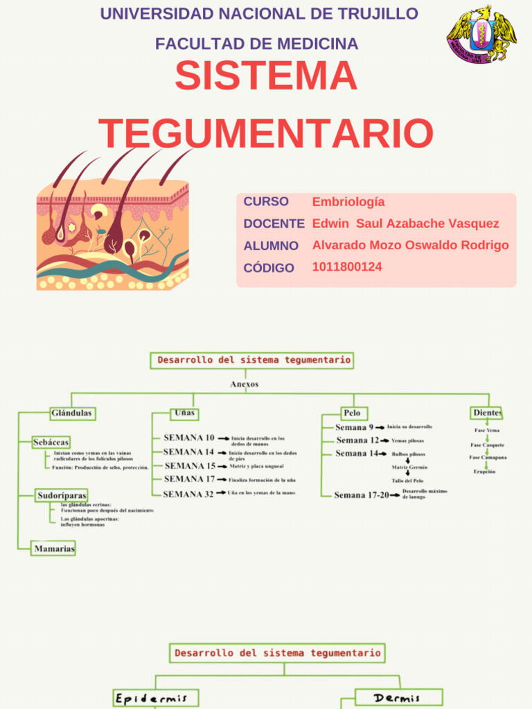 Tegumen Pdf
