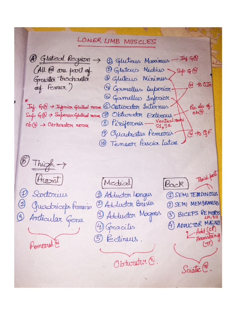 All Lower Limb Muscles (Anatomy) | PDF