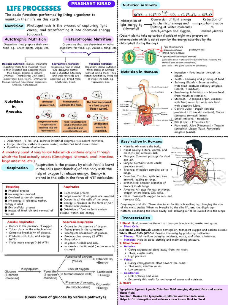 Bio Chem Phy Merged | PDF | Nutrition | Diet & Nutrition