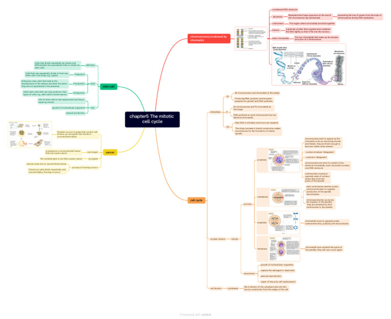 Chapter5 The Mitotic Cell Cycle | PDF | Mitosis | Chromosome