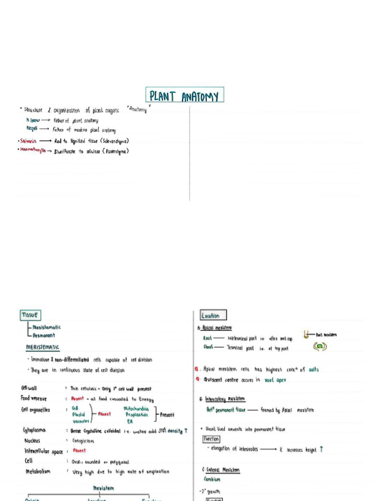 Plant Anatomy (Short Notes) | PDF