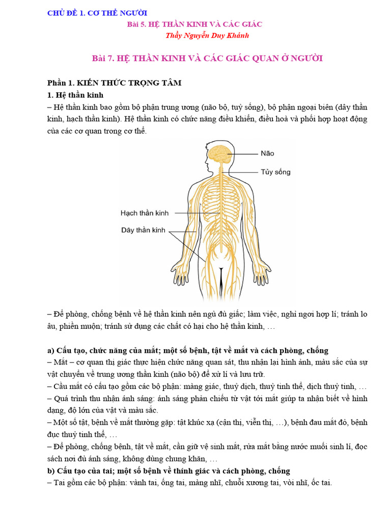 Buổi 5 Hệ Thần Kinh Và Các Giác Quan Thầy Nguyễn Duy Khánh | PDF