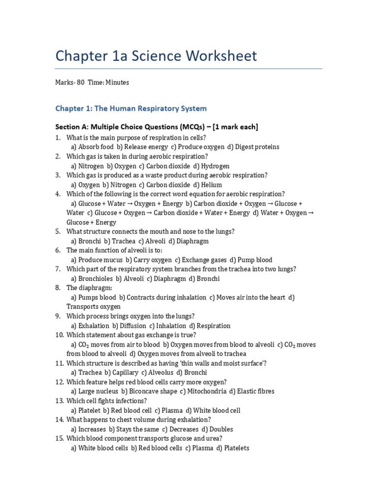 Human Respiratory System Worksheet | PDF | Respiratory System | Blood