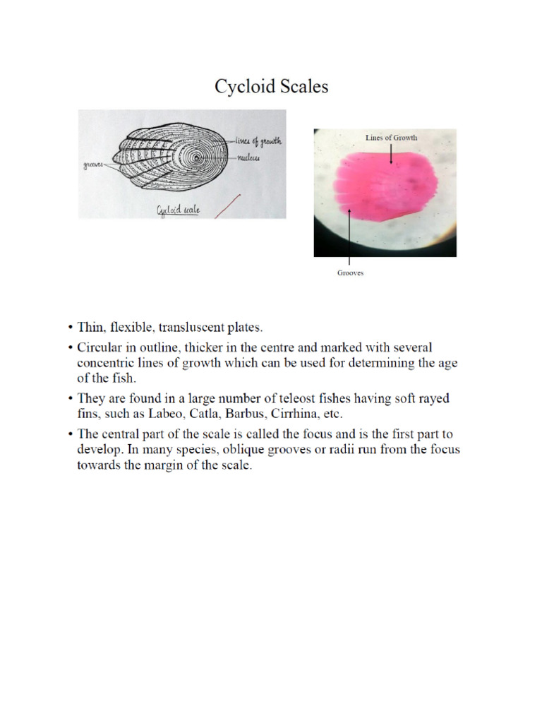 Scales of Fishes | PDF
