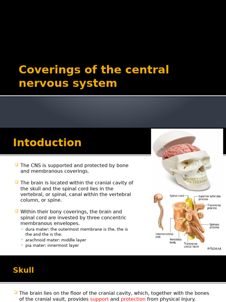 Central Nervous System Coverings Explained | PDF | Skull | Human Anatomy
