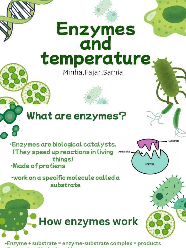 Enzymes and Temperature Effects | PDF