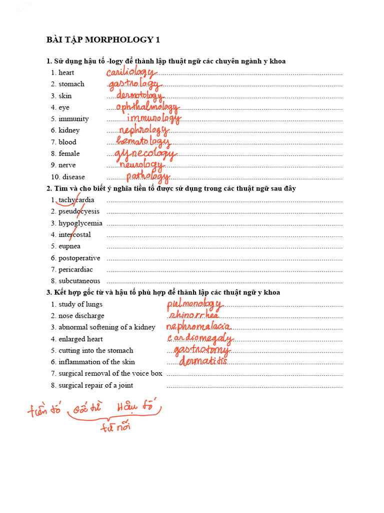 Morphology Exercises | PDF