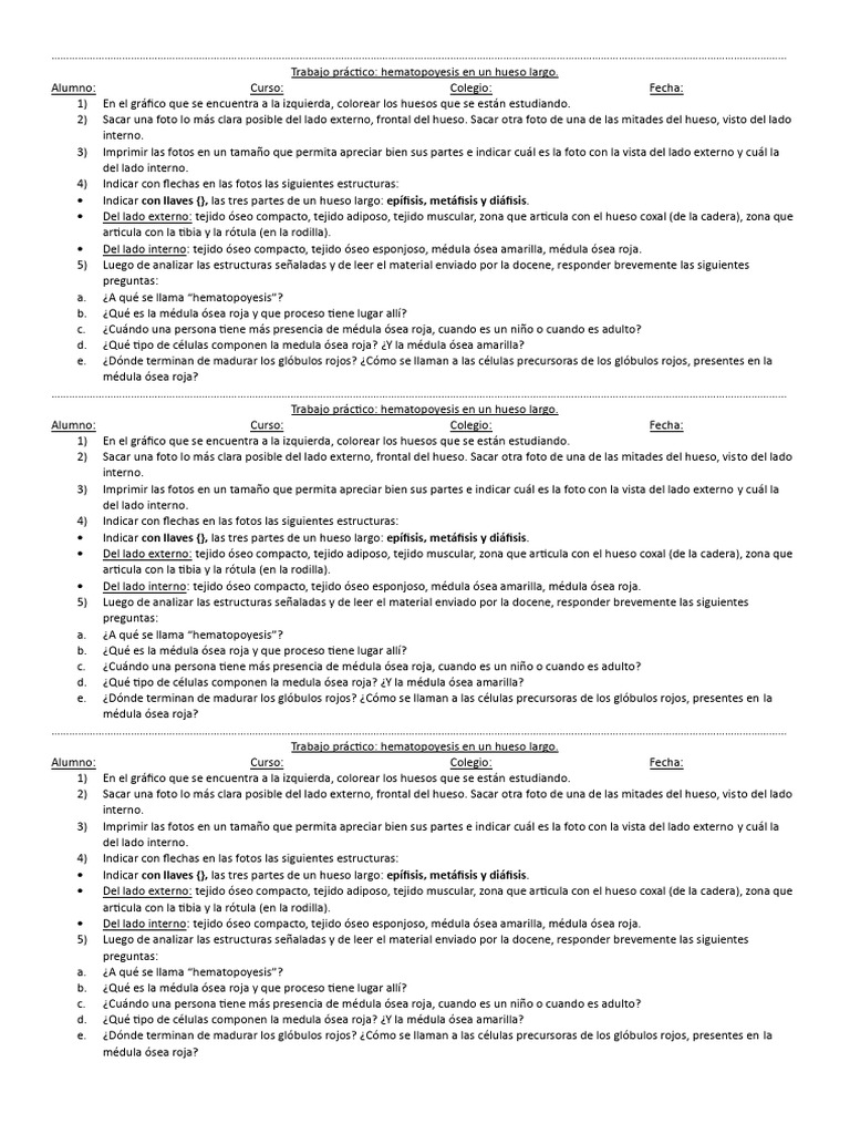 4to BIO TP Hueso Largo. | PDF | Hueso | Hematopoyesis