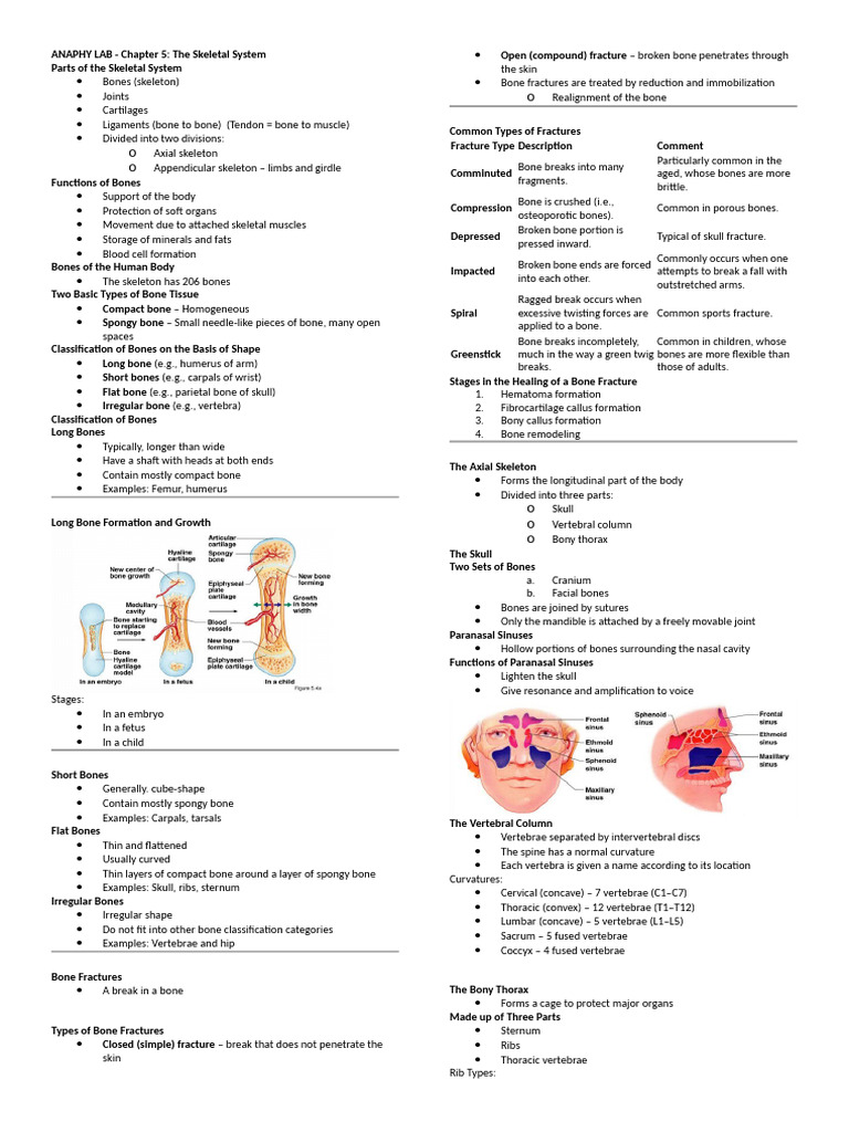 Anaphy Lab - Skeletal | PDF | Vertebra | Skeleton