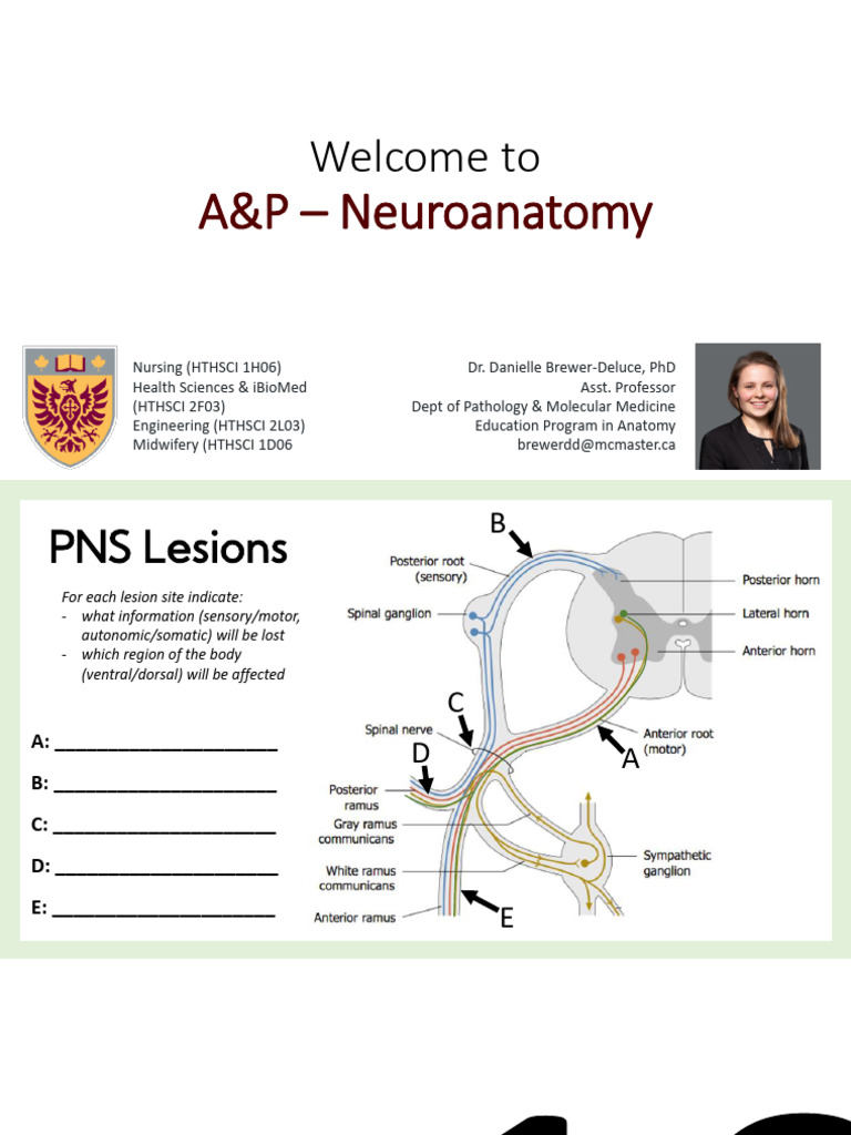 Neuroanatomy: Spinal Cord & Plexuses | PDF | Spinal Cord | Human Anatomy