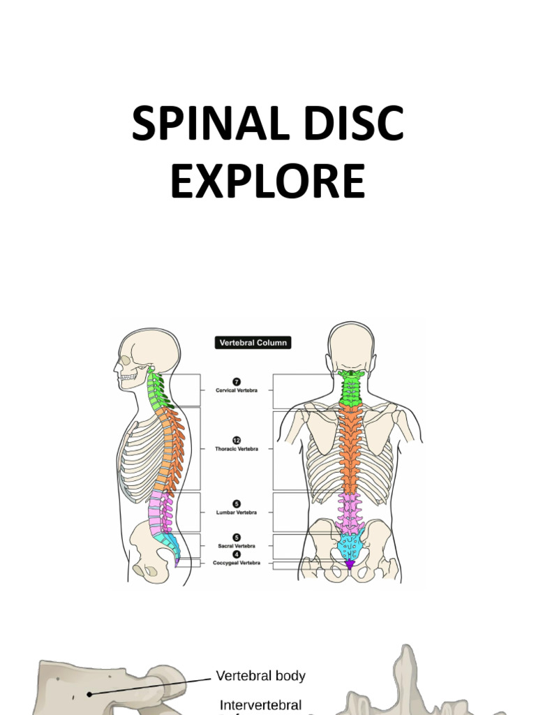 Spinal Vertebrae | PDF