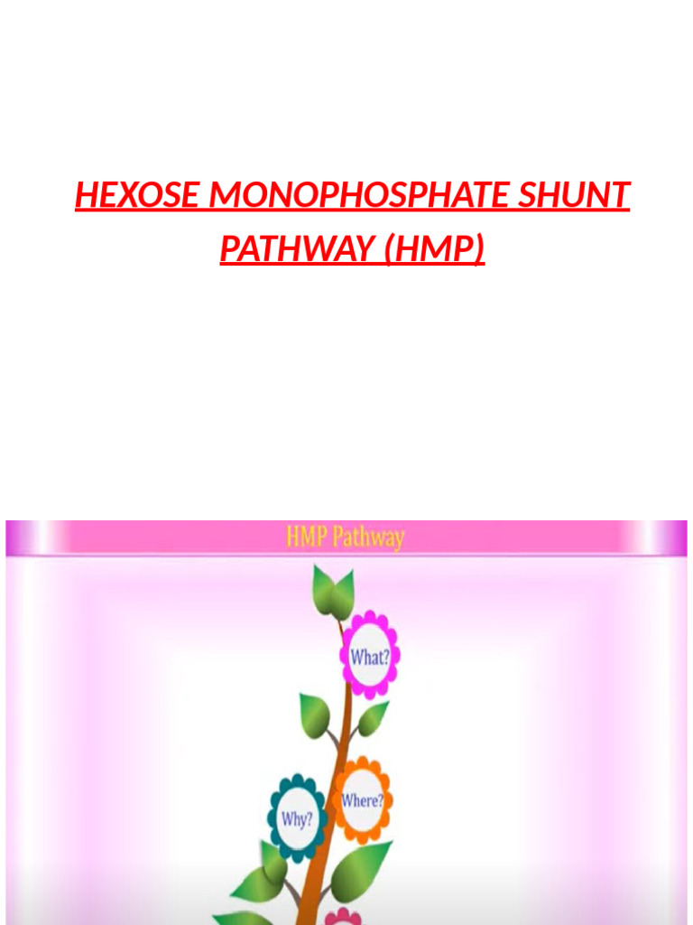 HMP Shunt Pathway - 2 | PDF